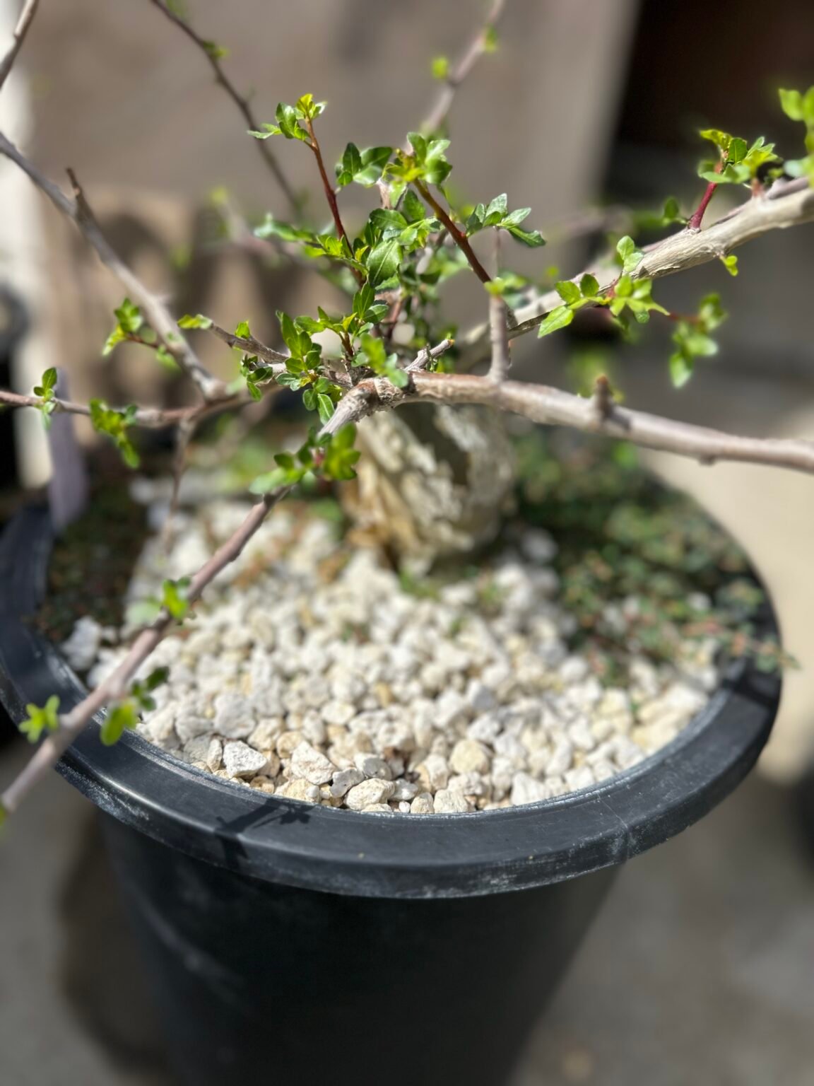 Bursera fagaroides (super compact form) - Fragrant Bursera, Torchwood ...