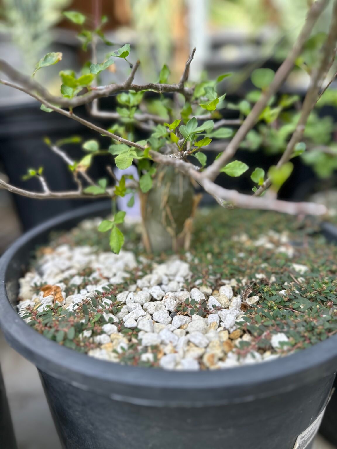 Bursera fagaroides (super compact form) - Fragrant Bursera, Torchwood ...